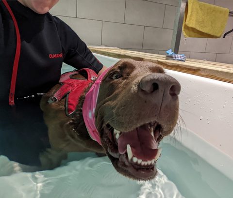 Canine hydrotherapy and conditioning - The Canine Rehab Centre - Nottingham